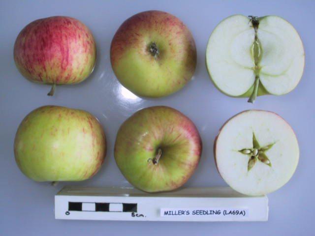Apple (Malus domestica 'Miller's Seedling') in the Apples Database ...