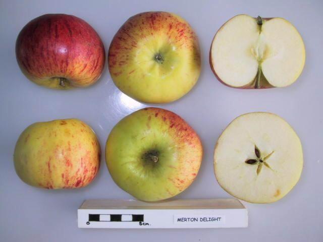 Apple (Malus domestica 'Merton Delight') in the Apples Database ...
