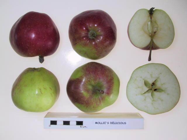 Apple (Malus domestica 'Mollie's Delicious') in the Apples Database ...