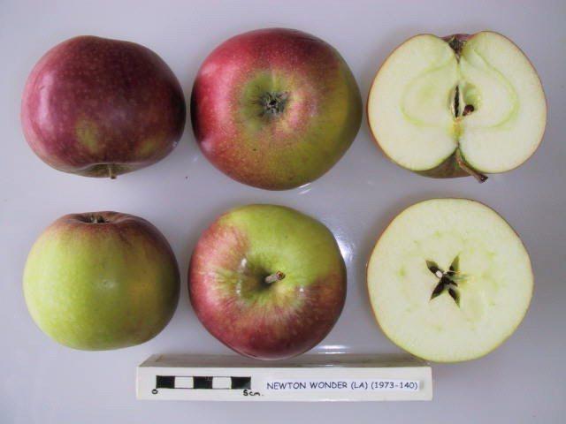Apple (Malus domestica 'Newton Wonder') in the Apples Database - Garden.org