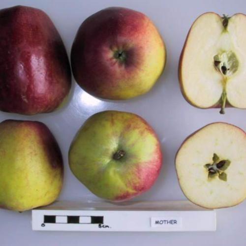 Apple (Malus domestica 'Mother') in the Apples Database - Garden.org