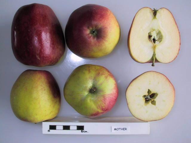 Apple (Malus domestica 'Mother') in the Apples Database - Garden.org