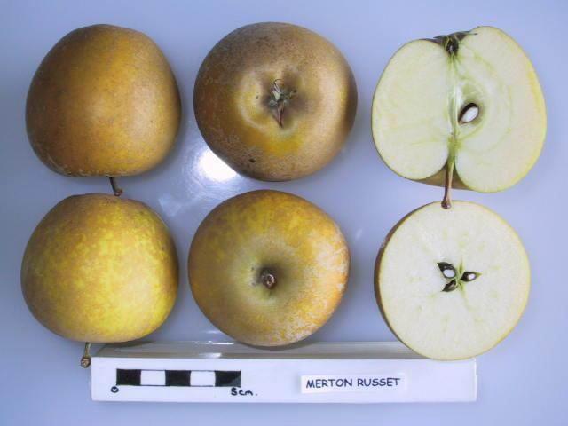 Apple (Malus domestica 'Merton Russet') in the Apples Database - Garden.org