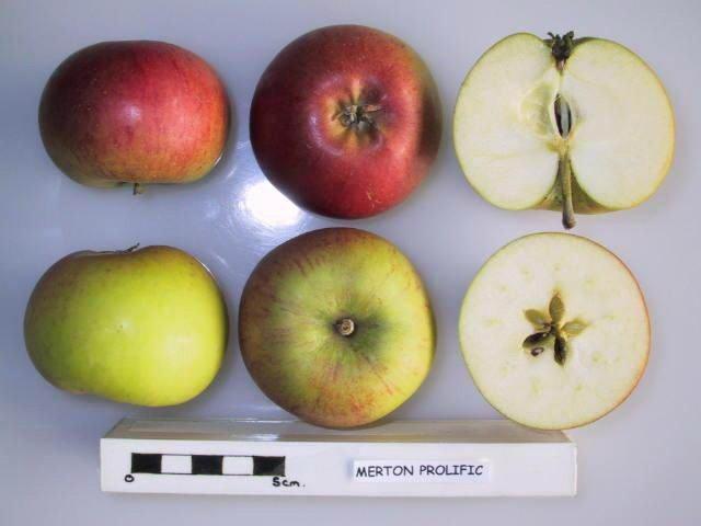 Apple (Malus domestica 'Merton Prolific') in the Apples Database ...