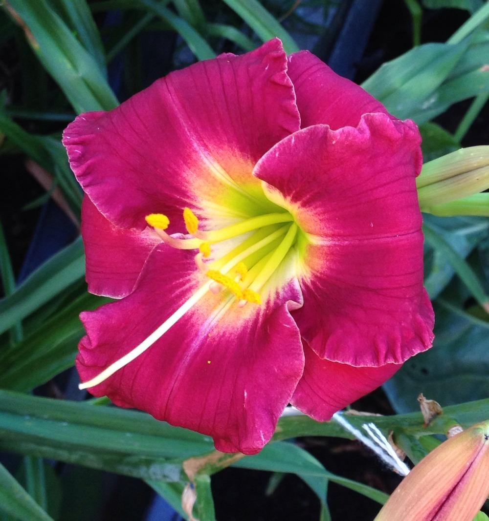 Photo of the bloom of Daylily (Hemerocallis 'Raspberry Bouquet') posted ...