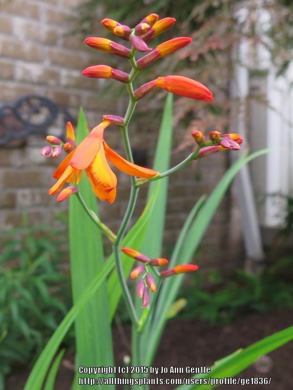 Crocosmias: Plant Care and Collection of Varieties - Garden.org