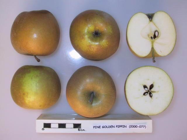 Apple (Malus domestica 'Pine Golden Pippin') in the Apples Database ...