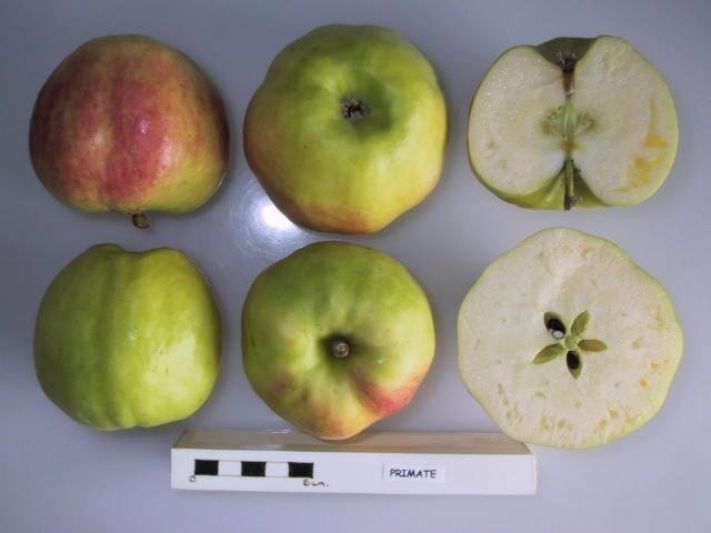 Apple (Malus domestica 'Primate') in the Apples Database - Garden.org