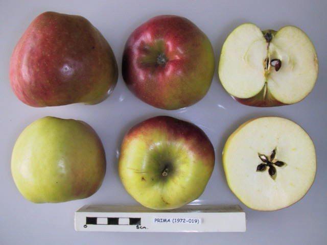 Apple (Malus domestica 'Prima') in the Apples Database - Garden.org