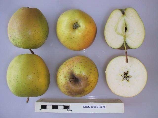 Apple (Malus domestica 'Orin') in the Apples Database - Garden.org