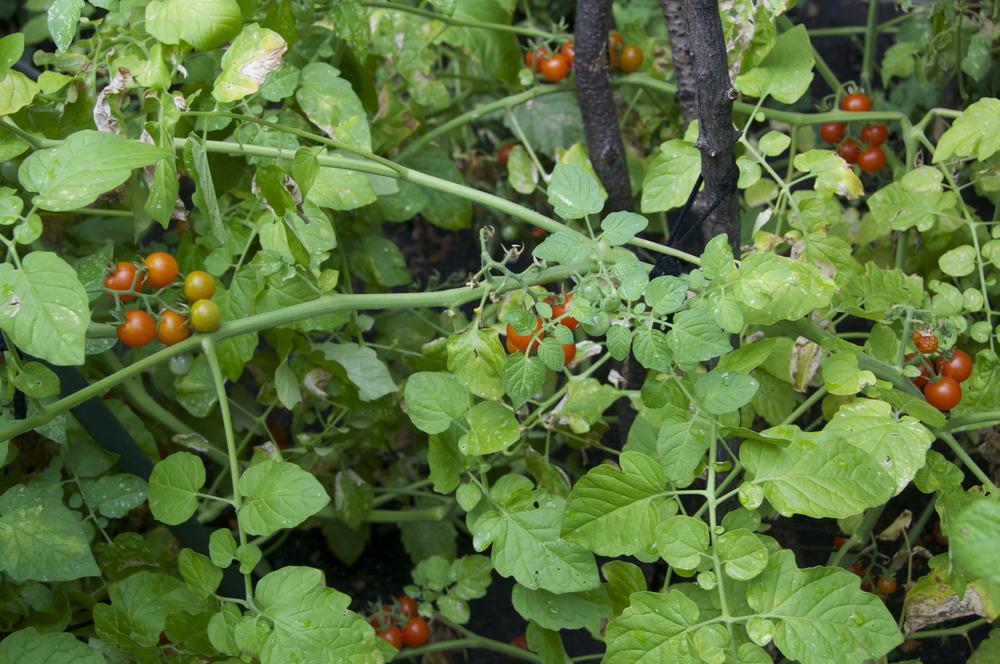 Photo of the entire plant of Tomato (Solanum pimpinellifolium 'Red ...