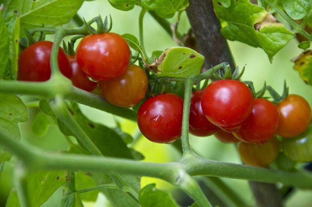 Photo of the fruit of Tomato (Solanum pimpinellifolium 'Red Currant ...