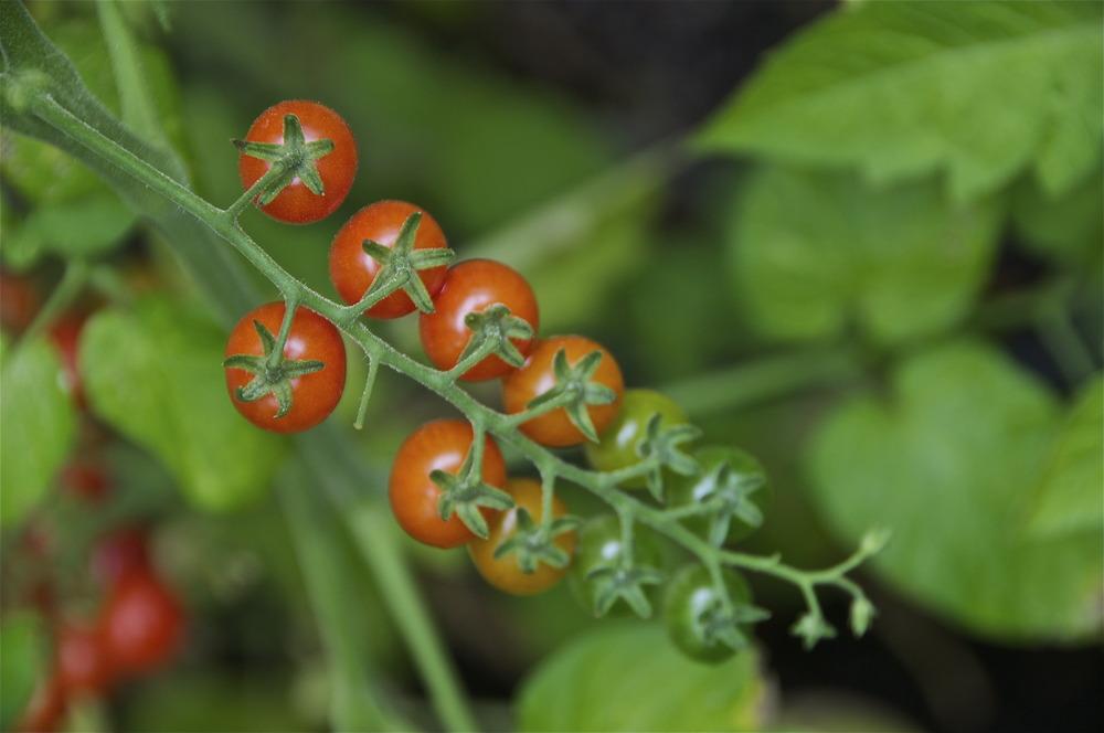 Photo of the fruit of Tomato (Solanum pimpinellifolium 'Red Currant ...