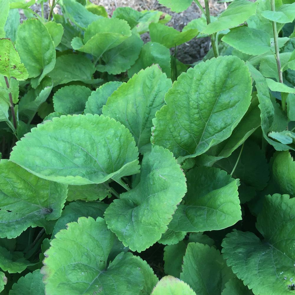 Photo of the leaves of Goldenrod (Solidago sphacelata 'Golden Fleece ...