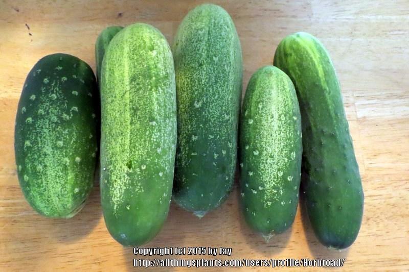 Cucumbers: Plant Care and Collection of Varieties - Garden.org