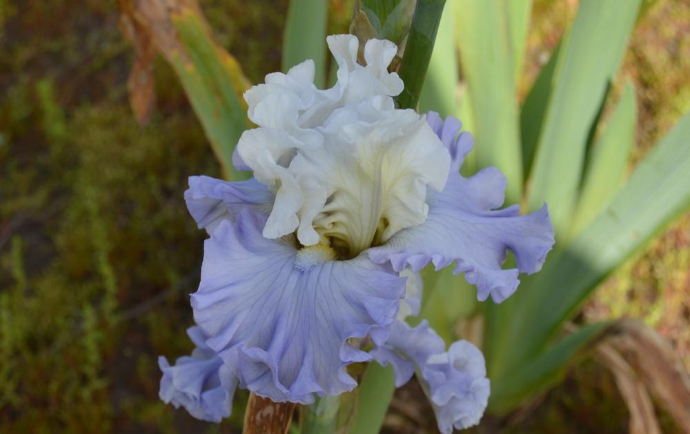 Photo of the bloom of Tall Bearded Iris (Iris 'Innocent Miss') posted ...