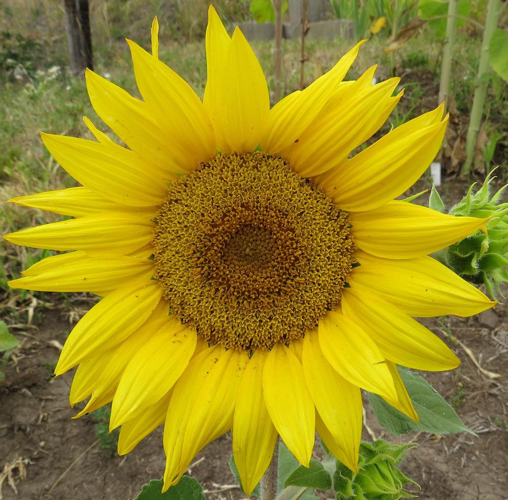 Sunflower (Helianthus annuus 'Topolino') in the Sunflowers Database ...
