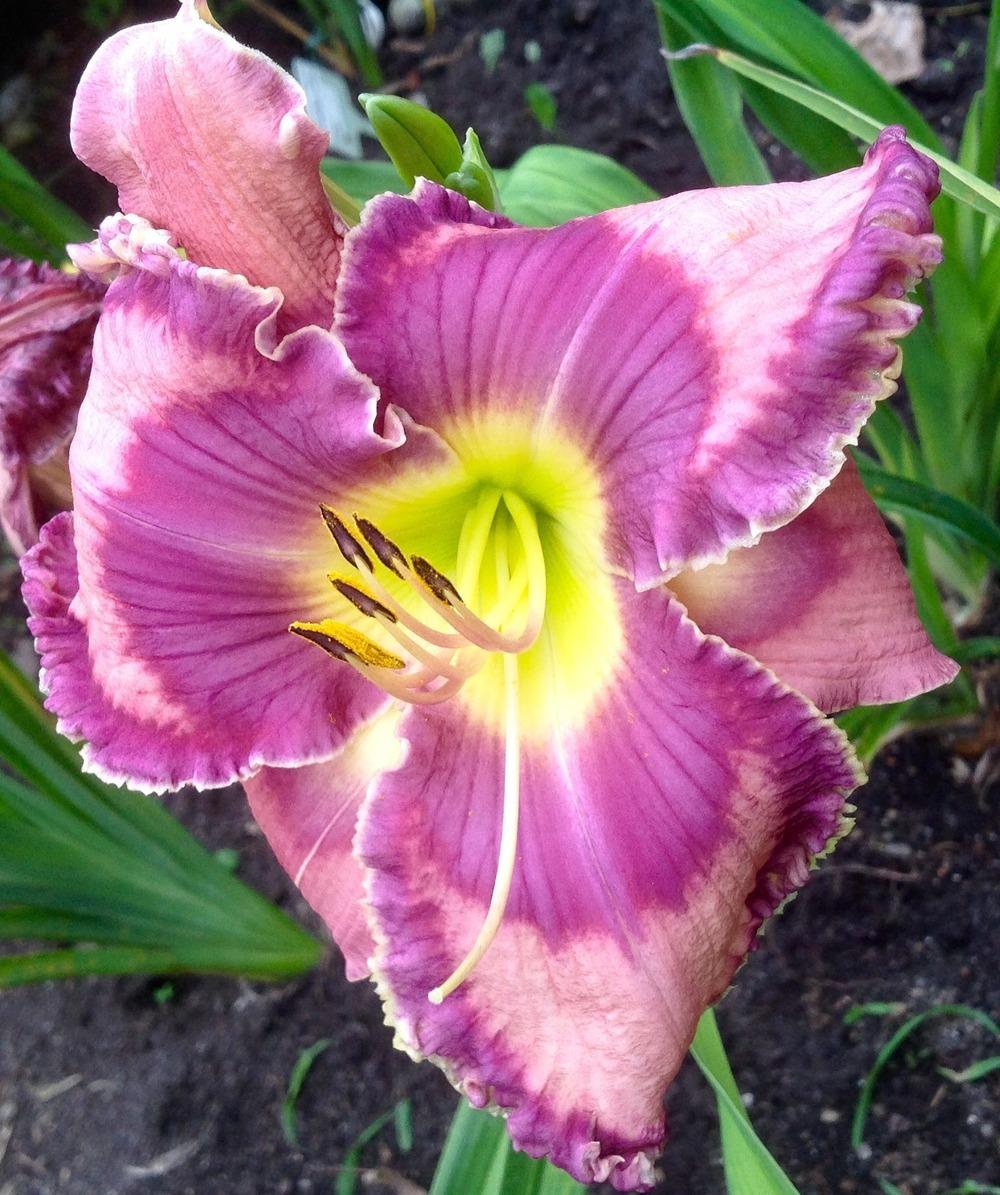 Photo of the bloom of Daylily (Hemerocallis 'Carla Ruth') posted by ...