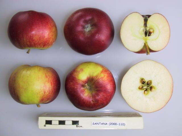 Apple (Malus domestica Santana®) in the Apples Database - Garden.org
