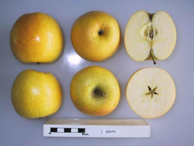Apple (Malus domestica 'Sinta') in the Apples Database - Garden.org