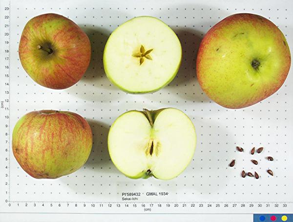Apple (Malus domestica 'Sekai Ichi') in the Apples Database - Garden.org