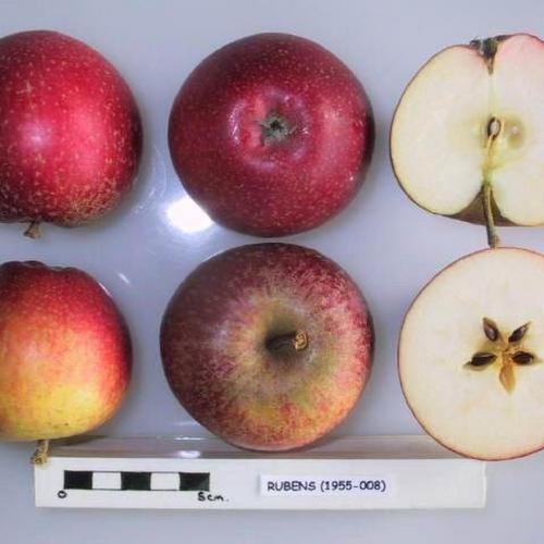 Apple (Malus domestica Rubens®) in the Apples Database - Garden.org