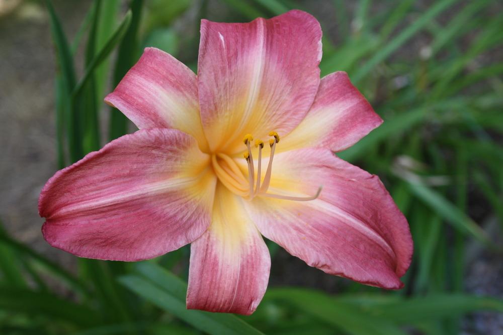 Photo of the bloom of Daylily (Hemerocallis 'Cherry Cheeks') posted by ...