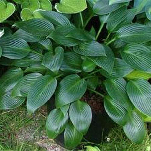 Hosta 'Devon Green' in the Hostas Database - Garden.org
