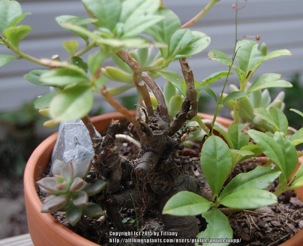 A fat plant, caudex/stem in the Cactus and Succulents forum - Garden.org