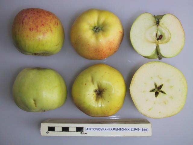 Apple (Malus domestica 'Antonovka Kamenichka') in the Apples Database - Garden.org