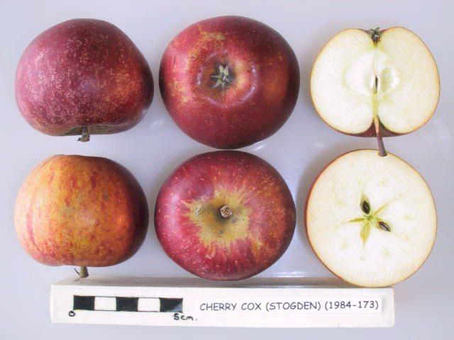 Apple (Malus domestica 'Cherry Cox') in the Apples Database - Garden.org