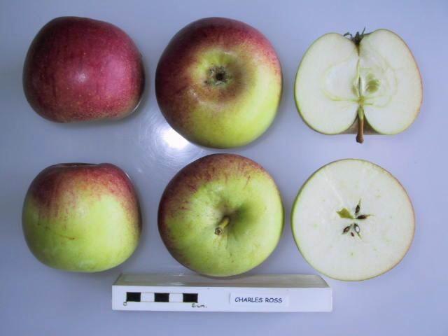 Apple (Malus domestica 'Charles Ross') in the Apples Database - Garden.org