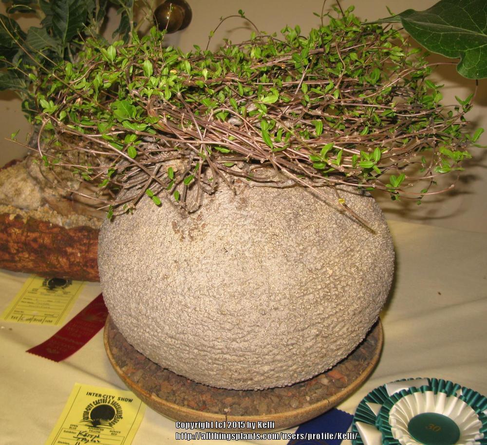 Fockea (Fockea edulis) - Garden.org