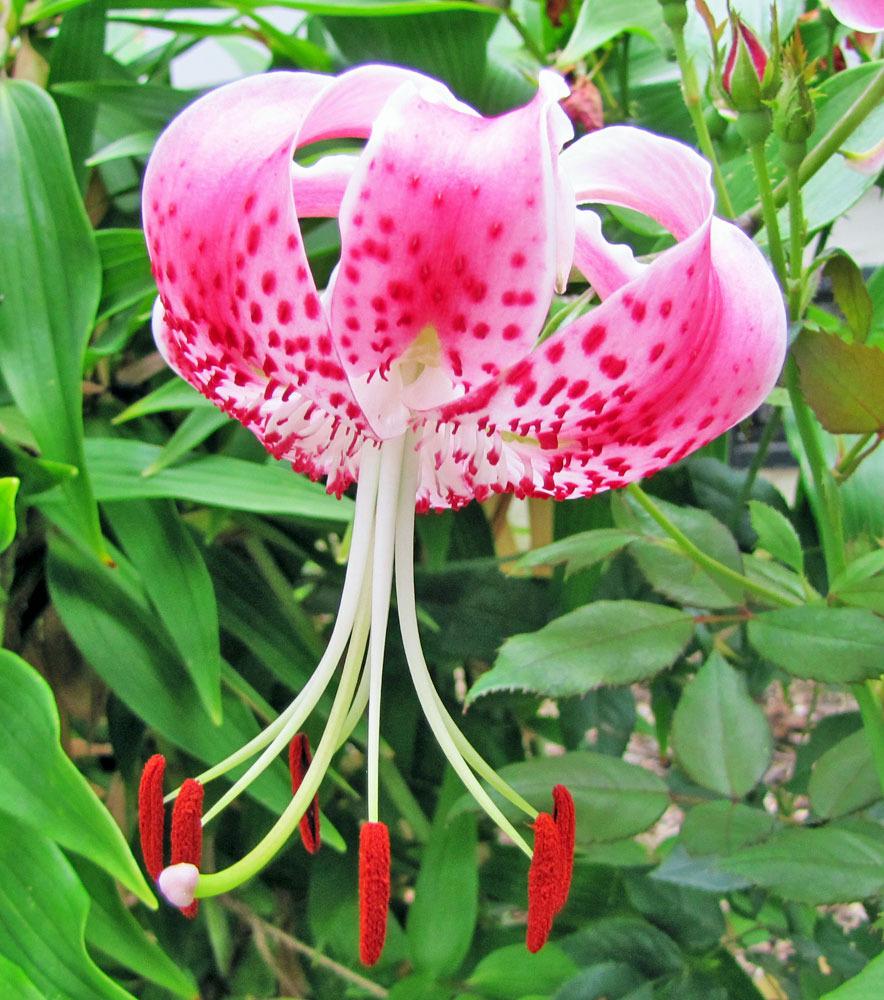 Photo of the bloom of Rubrum Lily (Lilium speciosum var. speciosum ...