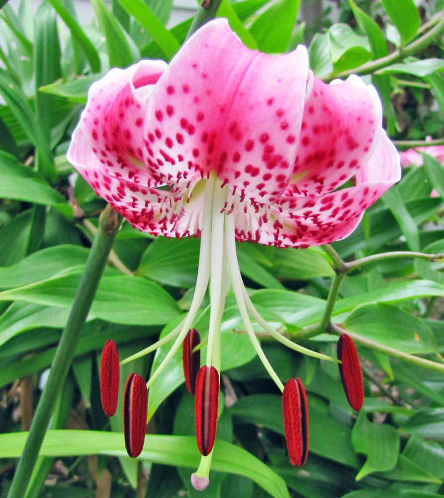 Photo of the bloom of Rubrum Lily (Lilium speciosum var. speciosum ...
