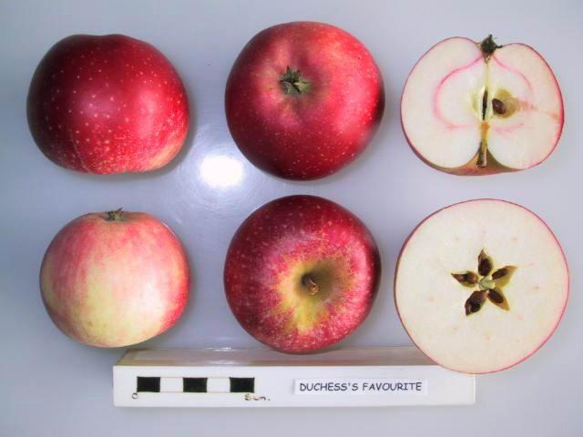 Apple (Malus domestica 'Duchess's Favourite') in the Apples Database ...