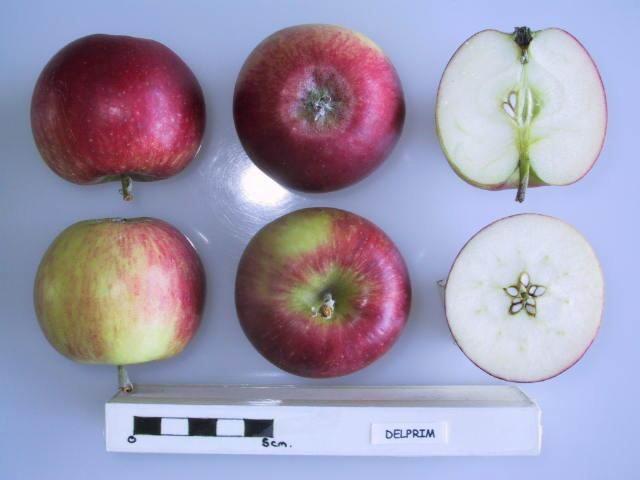 Apple (Malus domestica 'Delprim') in the Apples Database - Garden.org