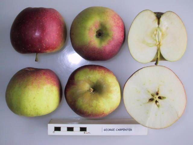 Apple (Malus domestica 'George Carpenter') in the Apples Database - Garden.org