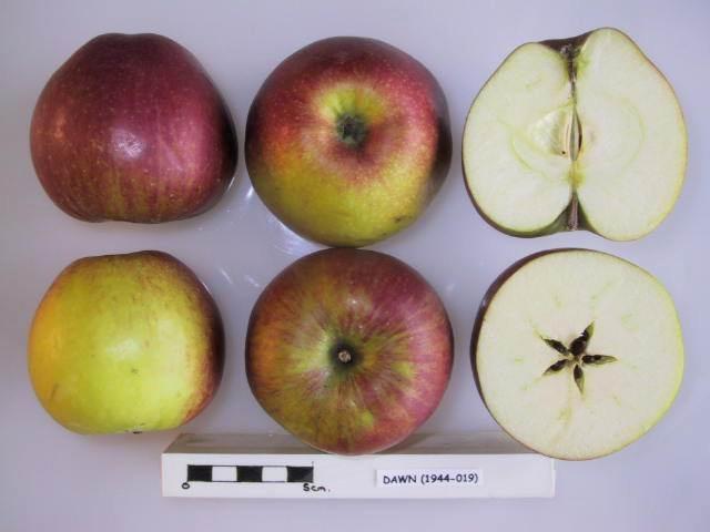Apple (Malus domestica 'Dawn') in the Apples Database - Garden.org
