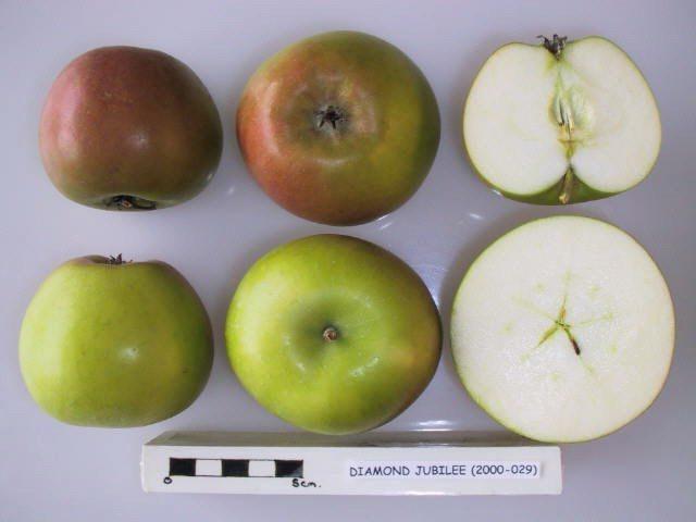 Apple (Malus domestica 'Diamond Jubilee') in the Apples Database ...