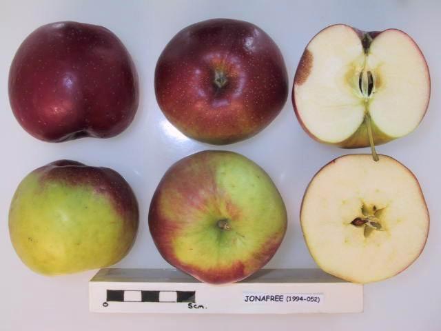 Semi-dwarf Apple (Malus 'Jonafree') in the Apples Database - Garden.org