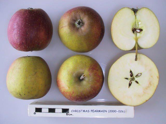 Apple (Malus domestica 'Christmas Pearmain') in the Apples Database ...