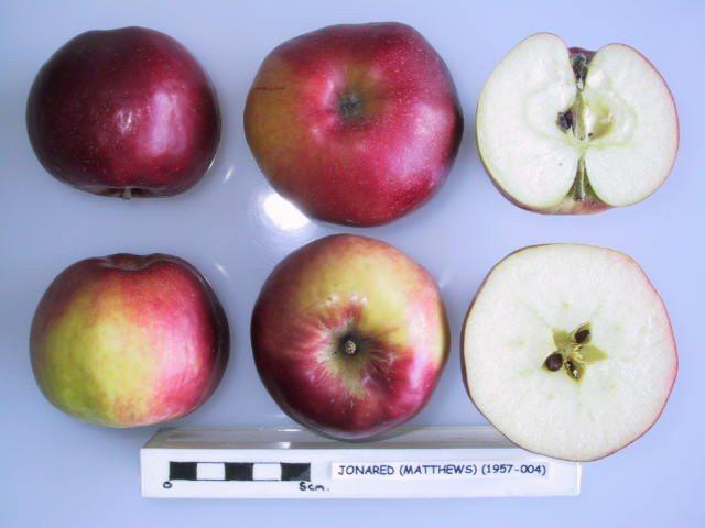 Apple (Malus domestica 'Jonared') in the Apples Database - Garden.org