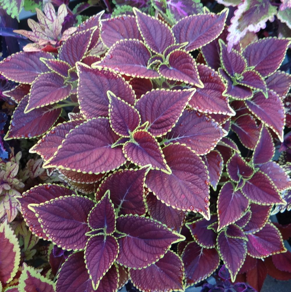 Photo of the leaves of Coleus (Coleus scutellarioides Main Street Gran ...