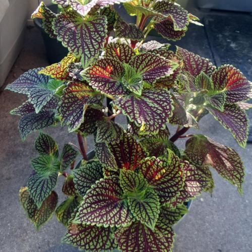 Coleus (Coleus scutellarioides Main Street Abbey Road™) in the Coleus Database - Garden.org