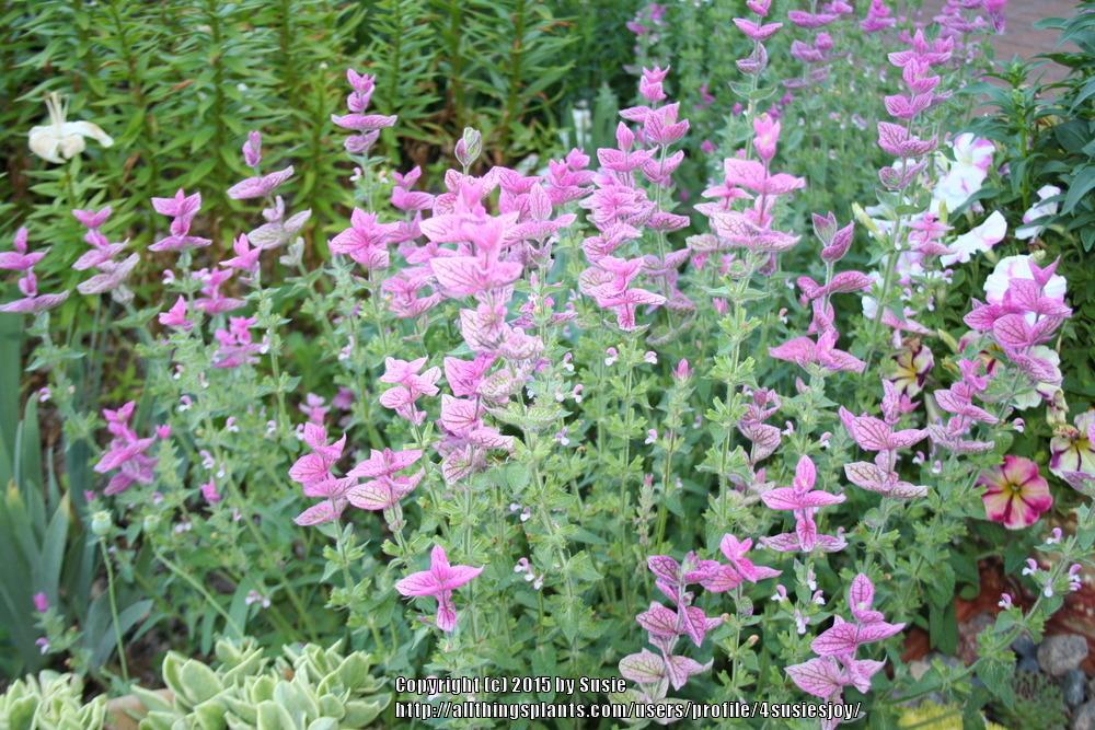 Photo of the entire plant of Clary Sage (Salvia viridis 'Marble Arch ...