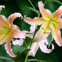 Lily (Lilium 'Elusive') in the Lilies Database - Garden.org