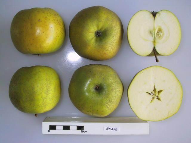 Apple (Malus domestica 'Swaar') in the Apples Database - Garden.org