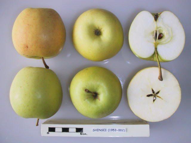 Apple (Malus domestica 'Shinsei') in the Apples Database - Garden.org