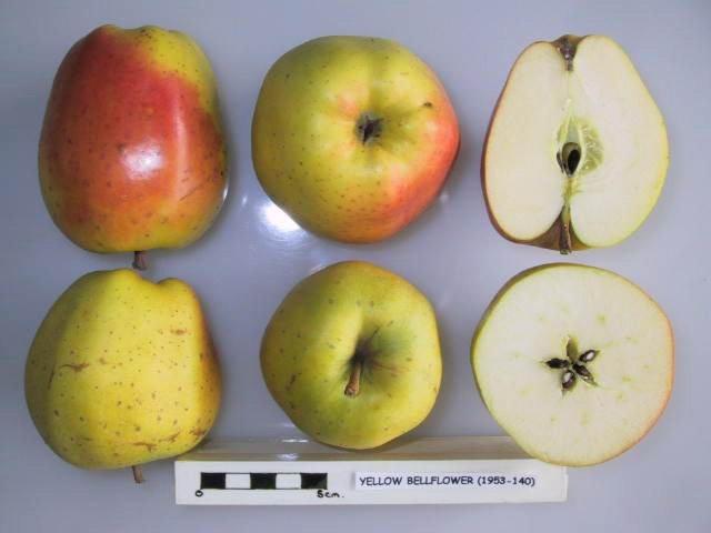 Apple (Malus domestica 'Yellow Bellflower') in the Apples Database ...